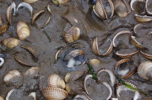 Unusual cockle mortalities in the Burry Inlet, South Wales – Marine Science