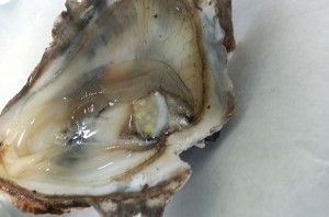 Shellfish disease investigations 2013 and 2014 – Marine Science