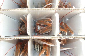 Why is Cefas investigating whether unwanted fish survive discarding ...