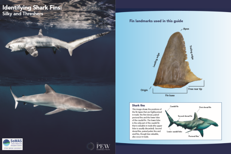 Identifying shark products with Indonesia’s inspectors – Marine Science