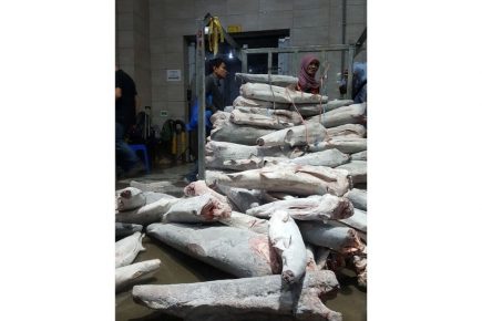 Developing the first trunk identification guide for CITES-listed ...