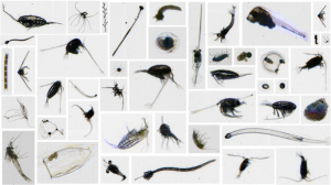 Plankton observations, microscopic creatures with global influence: how ...