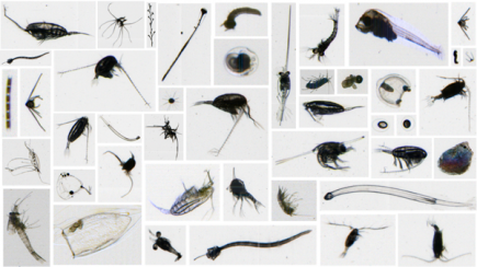 Plankton observations, microscopic creatures with global influence: how ...