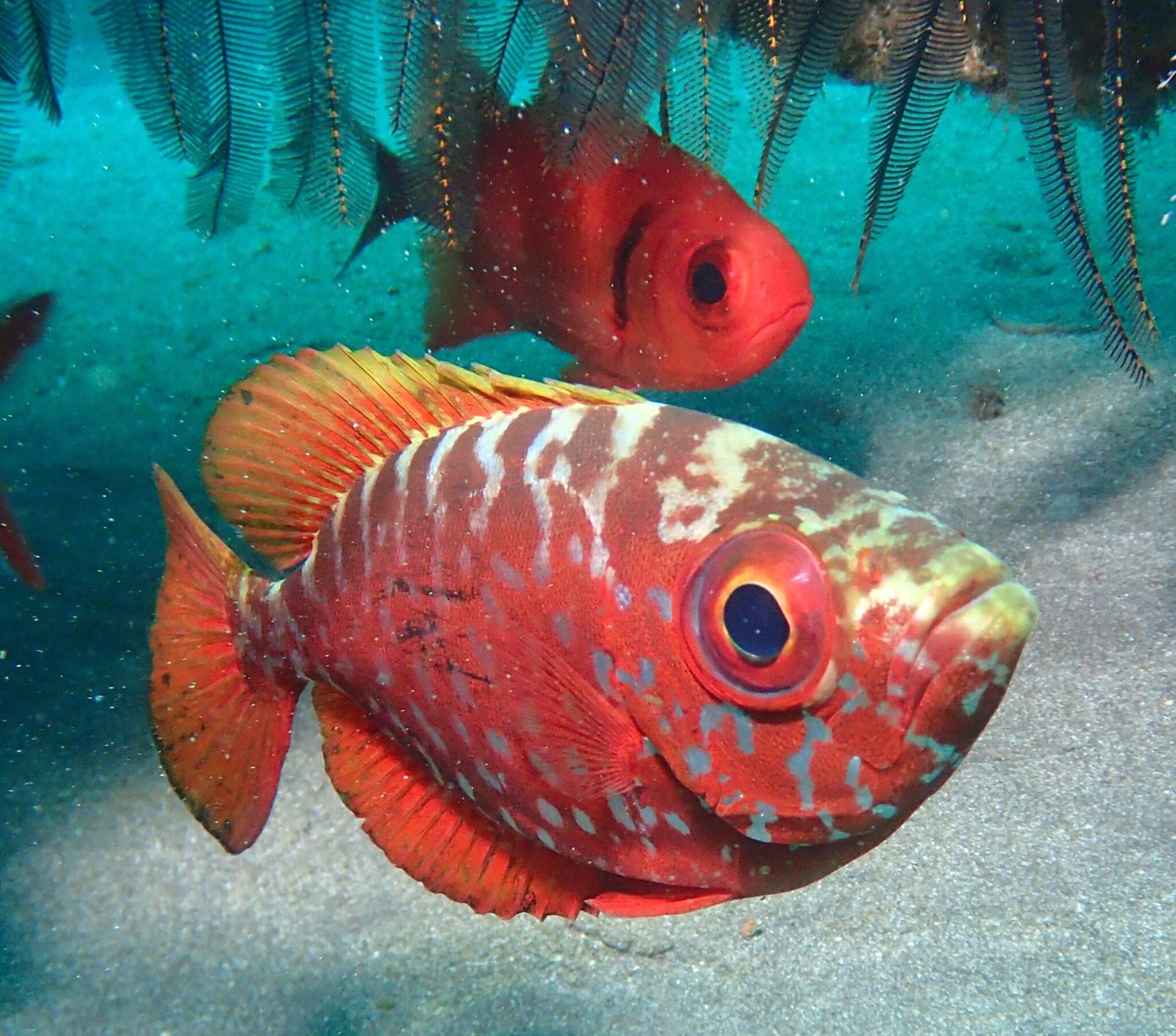 Enhancing knowledge and protection: St Helena and the Global Ocean ...