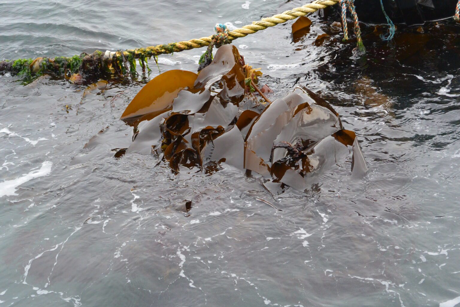 The developing UK seaweed industry – Marine Science
