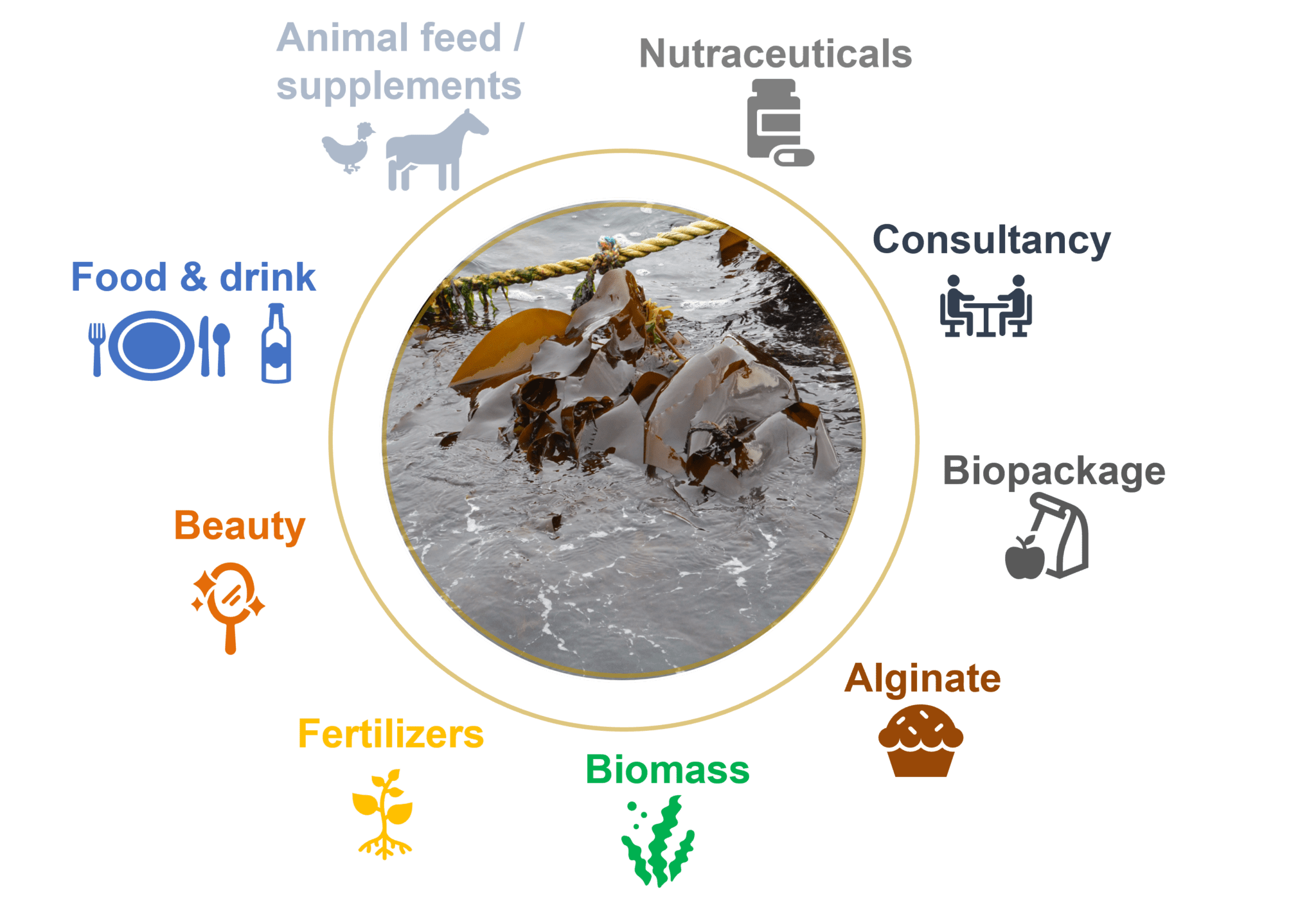 The developing UK seaweed industry – Marine Science