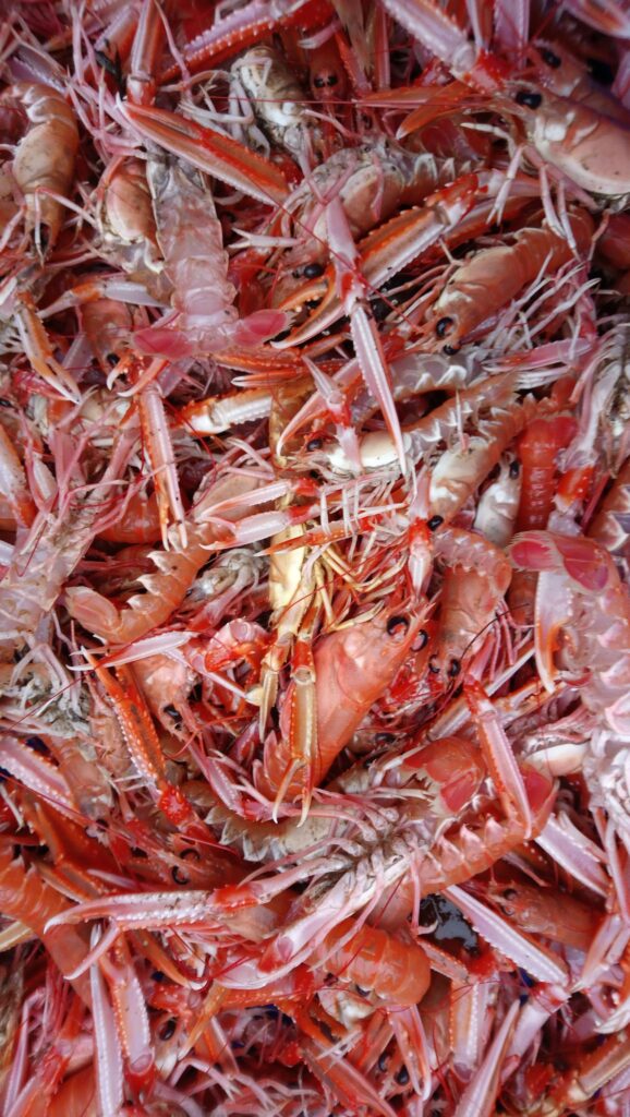 One Food for One Health – Marine Science