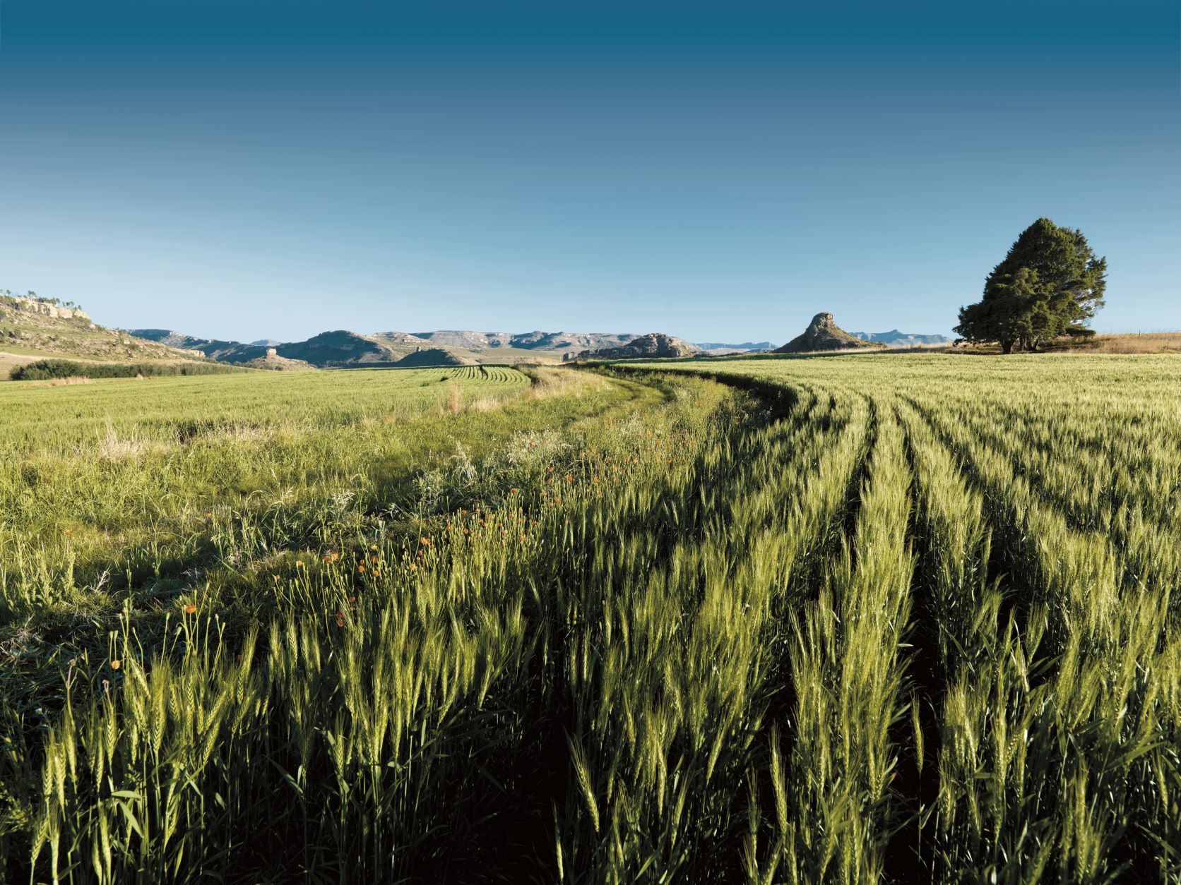 One Food for One Health – Marine Science