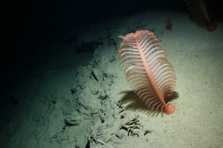 Into the deep: How Cefas science of the deep-sea is exploring uncharted ...