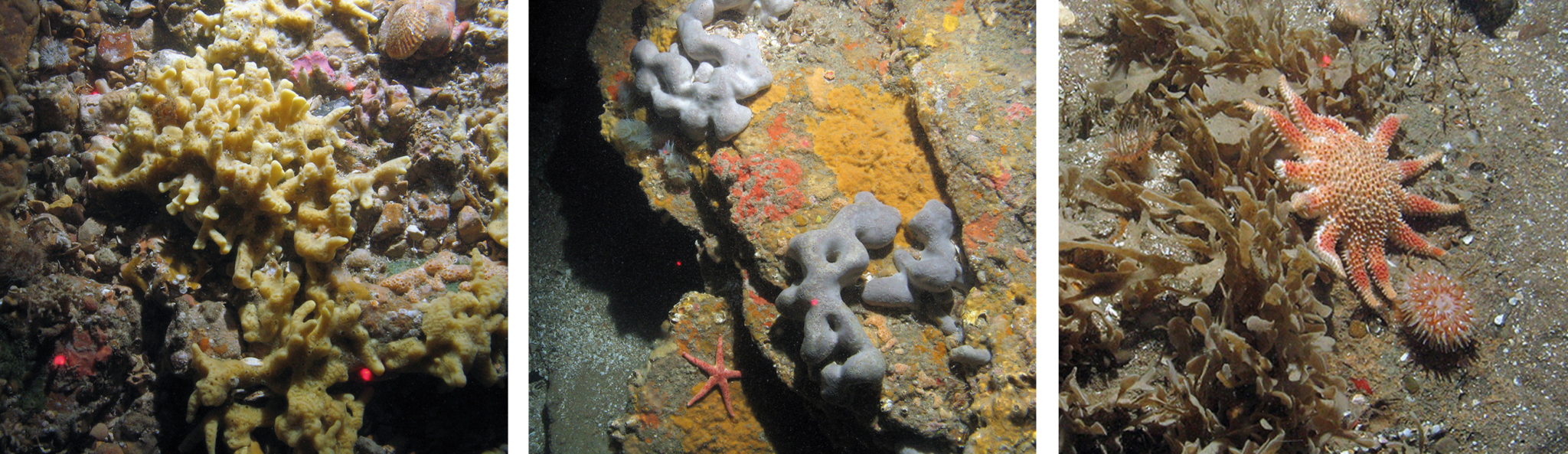 Learning lessons from (almost) a decade of MPA monitoring in English ...