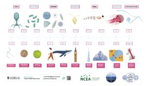 The power of plankton: Advancing our understanding of the role and ...