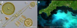 The power of plankton: Advancing our understanding of the role and ...