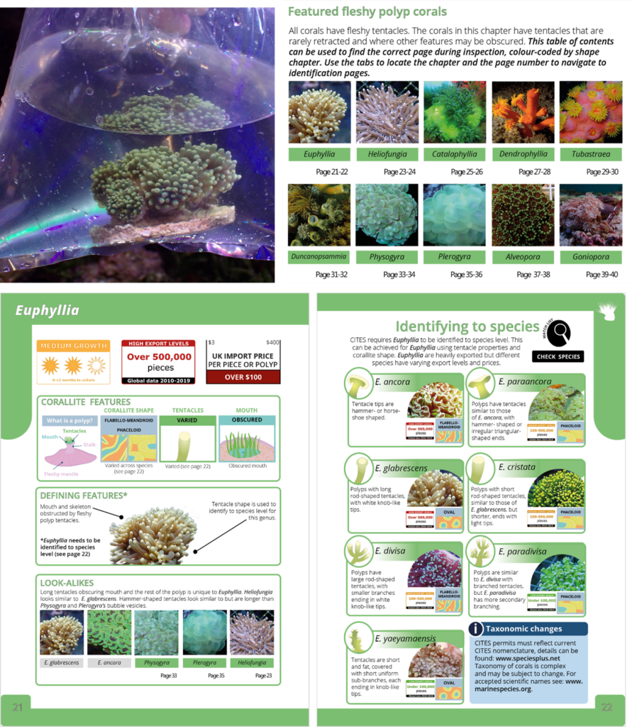 Safeguarding Global Coral Trade: The Power of a New Visual Guide for ...