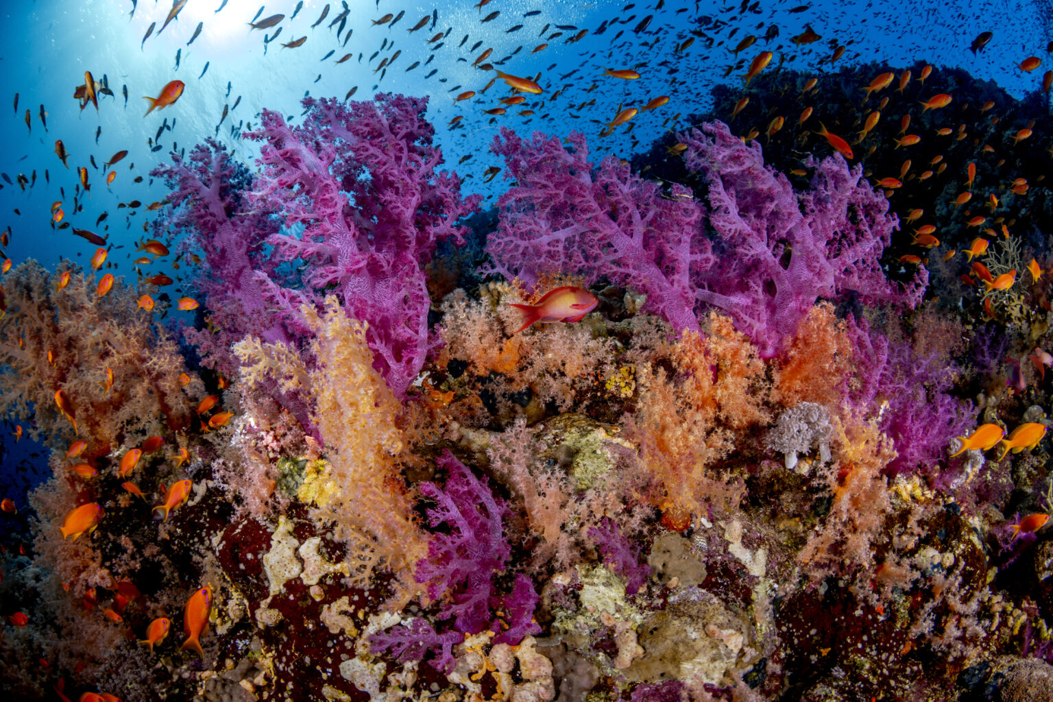 Seeing Red: Cefas contributes to IUCN global assessment of threatened ...