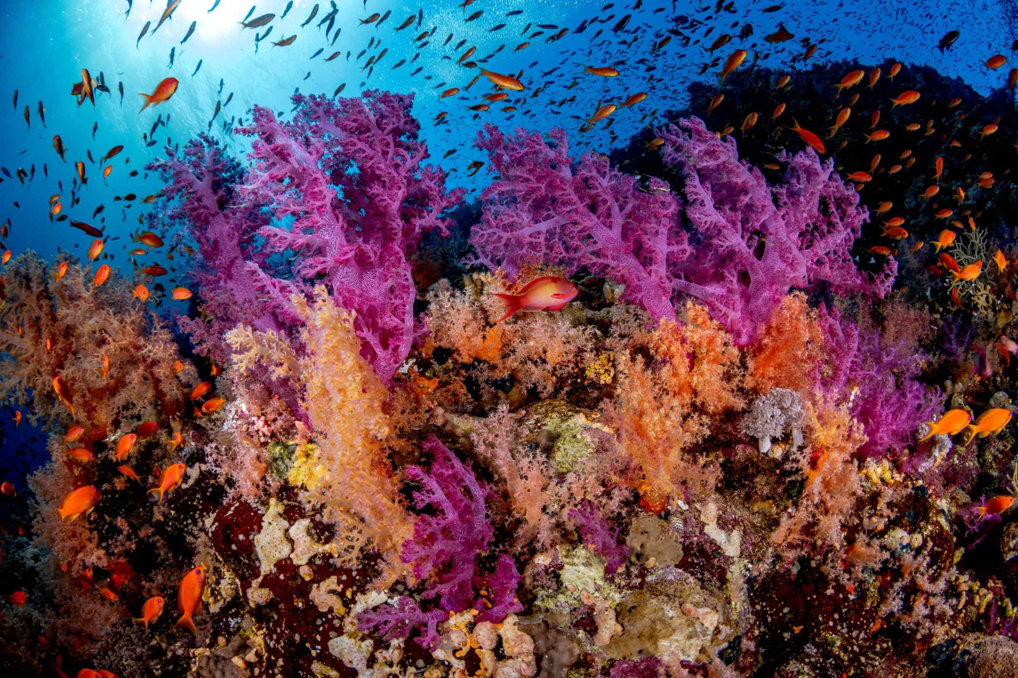 Seeing Red: Cefas contributes to IUCN global assessment of threatened ...