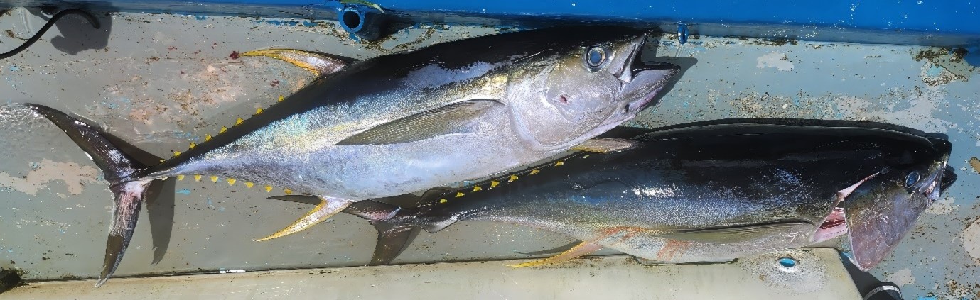Strengthening Marine Science and Sustainability: The Ocean Country ...