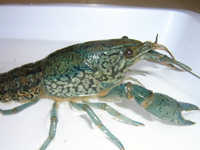 Marbled Crayfish: a serious non-native threat, with potential risk of ...