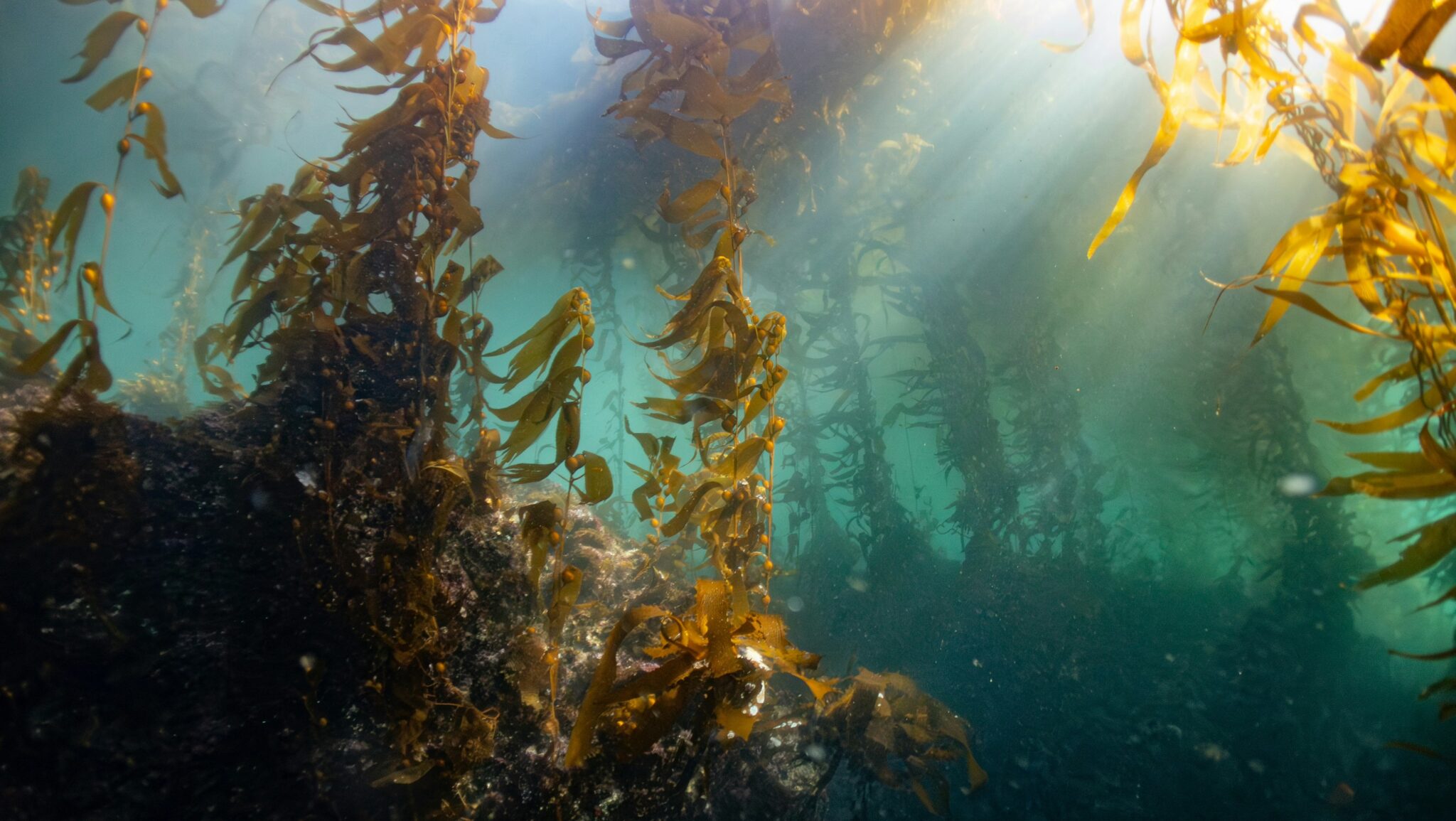 Marine Science – Insight and updates on the latest research and ...