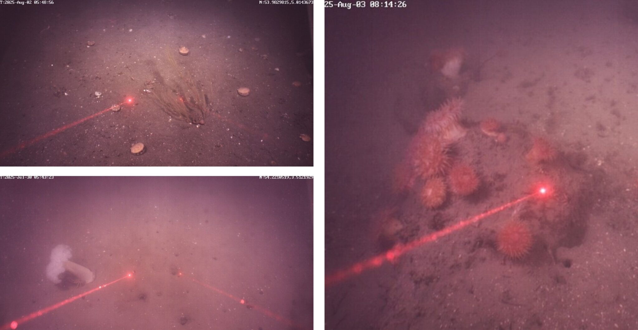 Collaborative underwater TV surveys of Nephrops in the Irish Sea ...